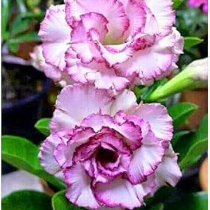 ADENIUM Flowers (Grafting) plant ( white and purple) – Haven plant