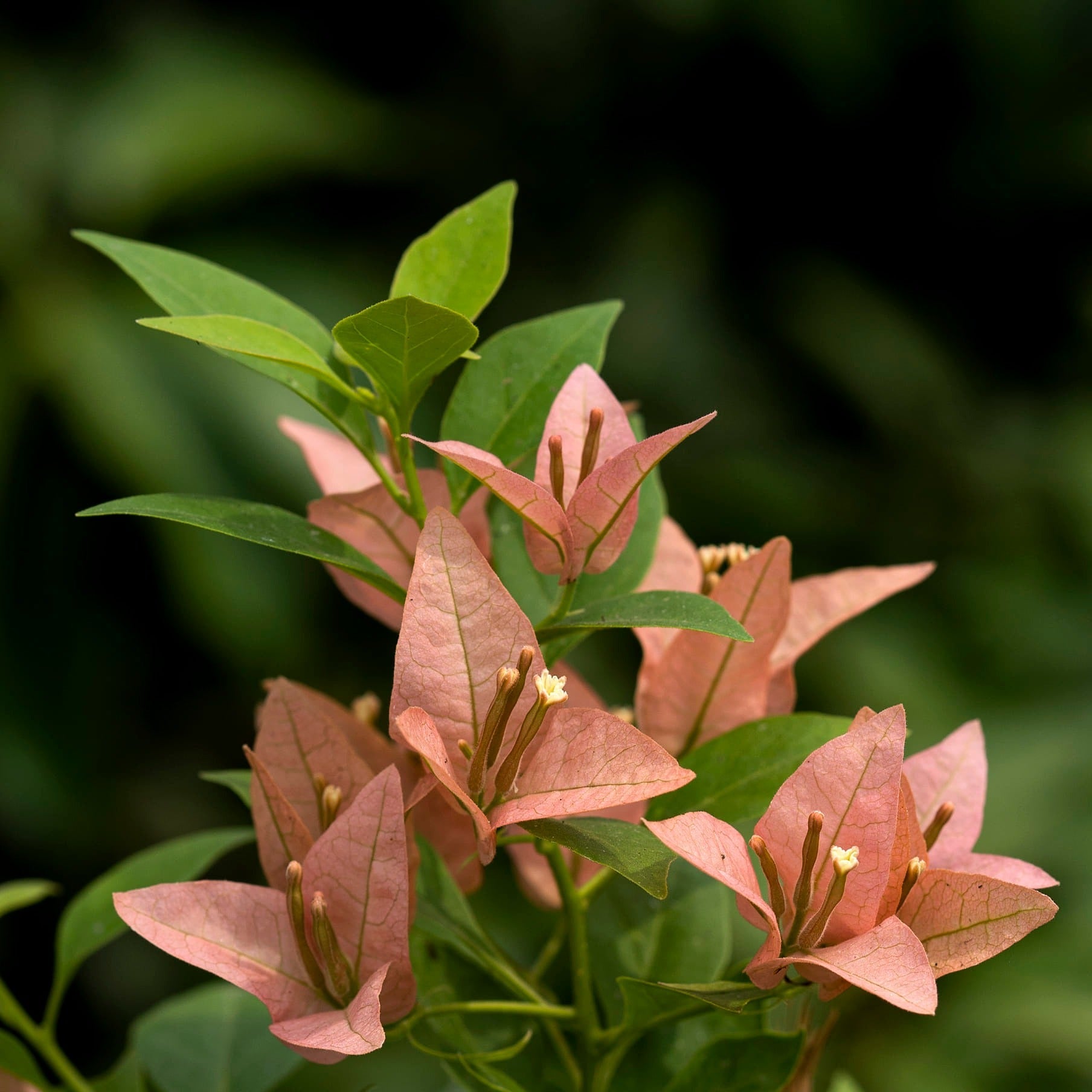 Brizza Peach Bougainvillea – Haven plant