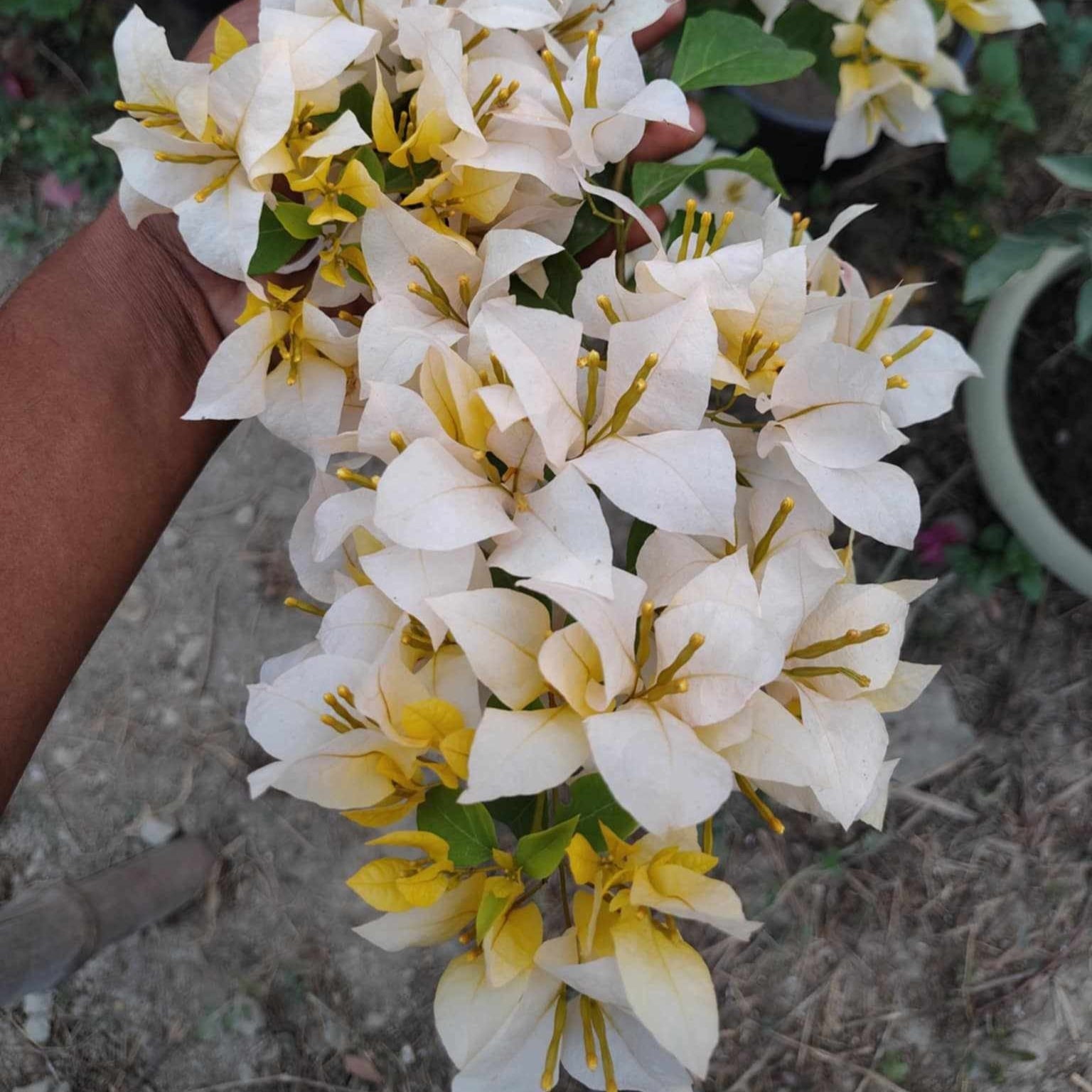 Foxtail Yellow Bougainvillea – Haven plant