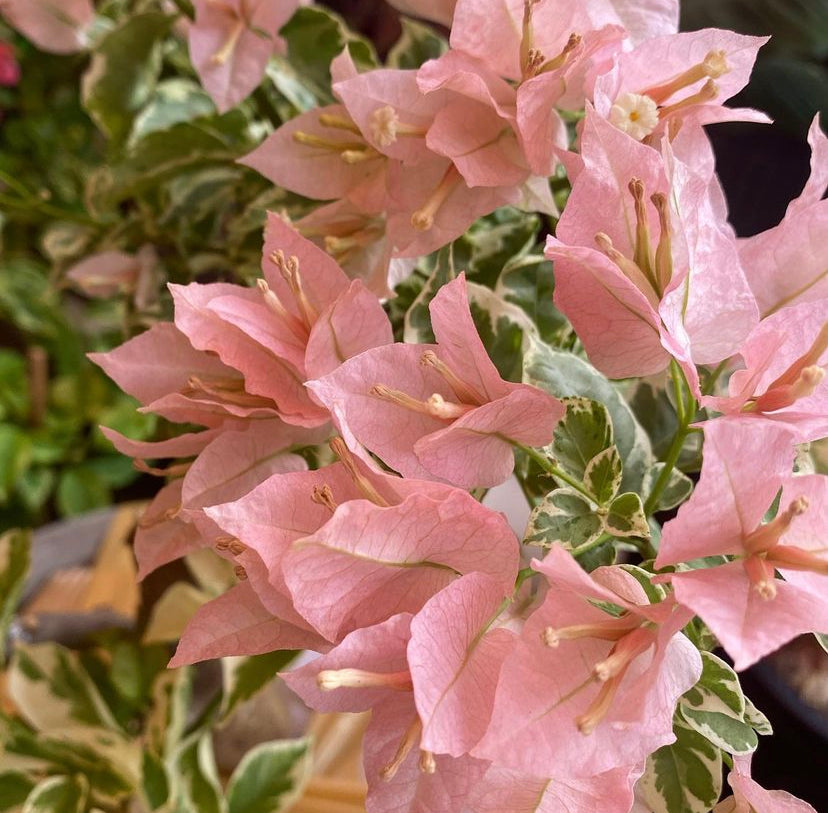 Sakura Belacan rare bougainvillea – Haven plant