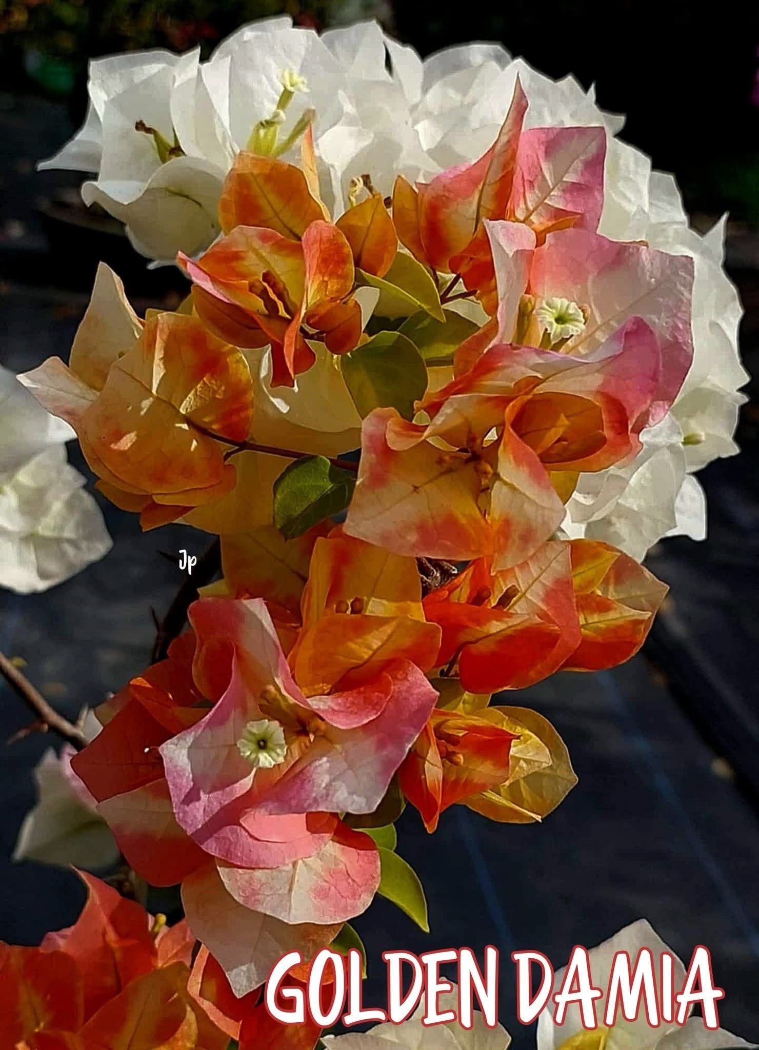GOLDEN DAMIA Bougainvillea – Haven plant