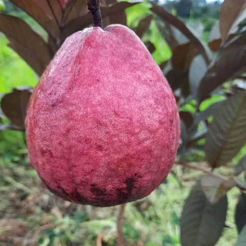 Malaysian Guava red Dwarf Varieties Plant – Haven plant