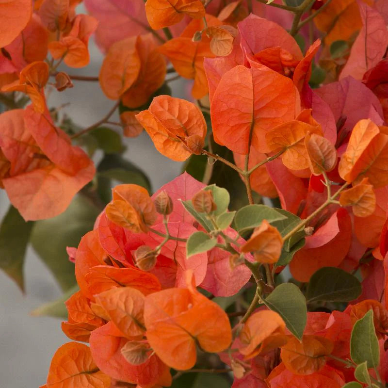 King Orange Bougainvillea – Haven plant
