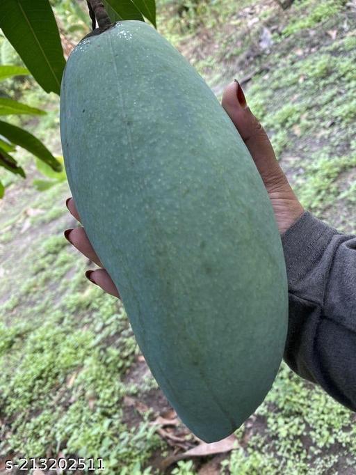 Brunei King Mango Fruit Plant (3-4KG) – Haven plant