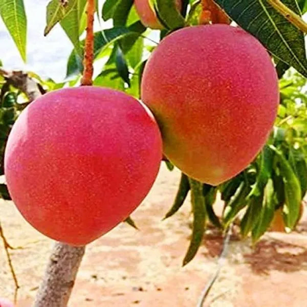 Palmer mango( Red ) Grafting Fruit plant – Haven plant